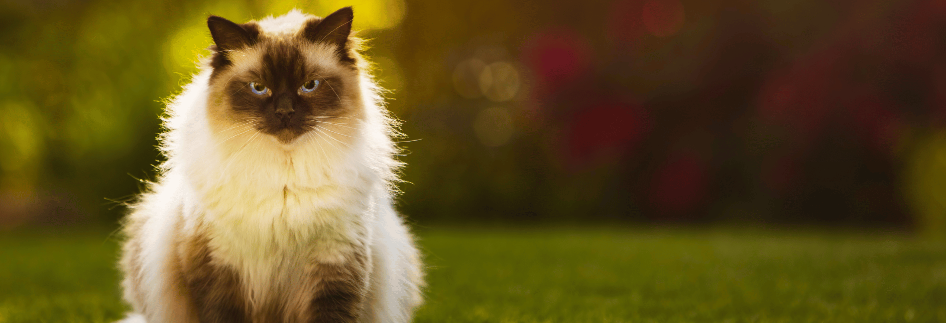 Ragdoll – wszystko, co musisz wiedzieć o tej rasie kota | Blog - Zooclick