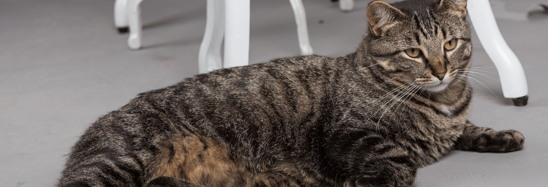 Kot manx – charakterystyka i ciekawostki na temat rasy | Blog - Zooclick