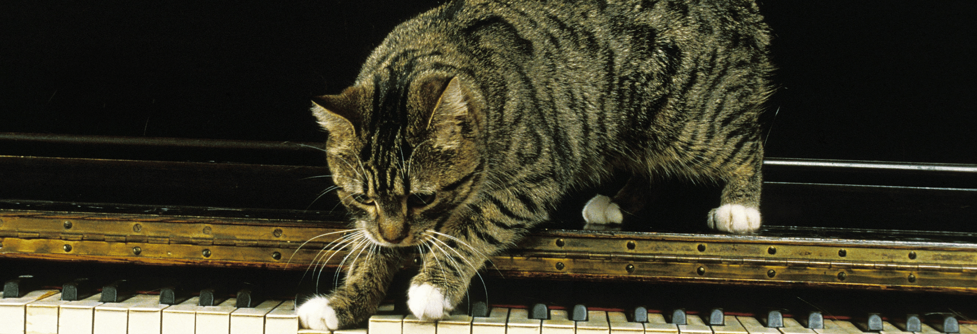 Kot manx – charakterystyka i ciekawostki na temat rasy | Blog - Zooclick