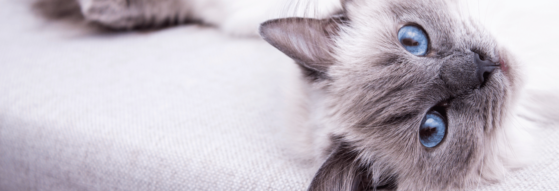 Ragdoll – wszystko, co musisz wiedzieć o tej rasie kota | Blog - Zooclick