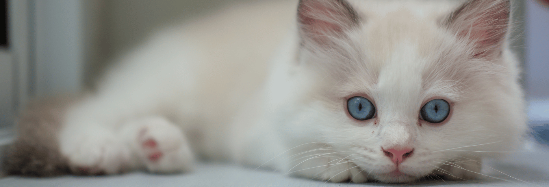 Ragdoll – wszystko, co musisz wiedzieć o tej rasie kota | Blog - Zooclick