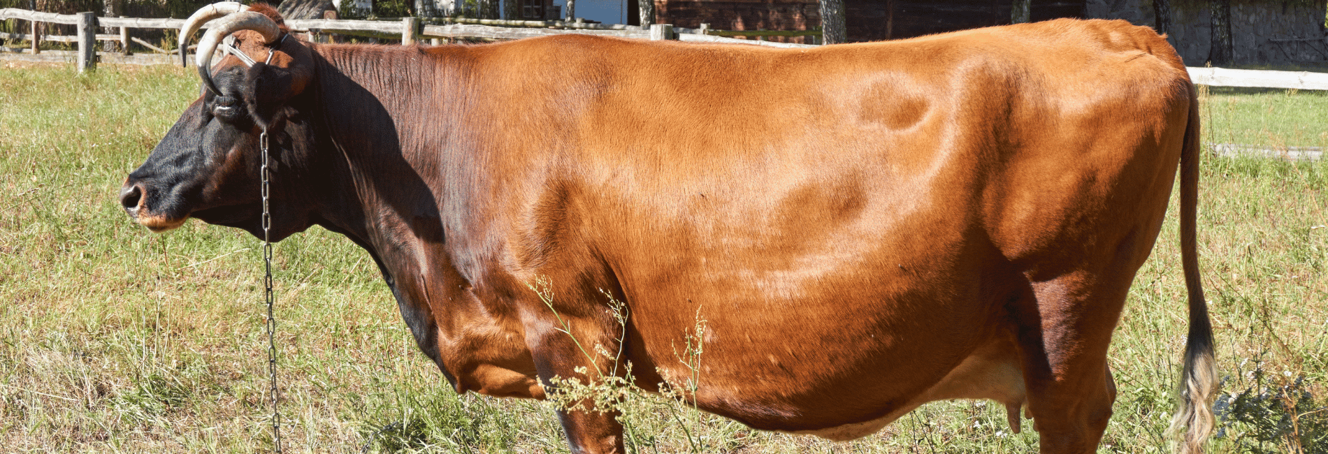 Polska czerwona – wszystko, co musisz wiedzieć o rodzimej rasie | Blog ...