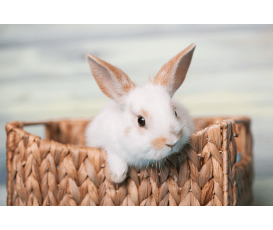 Królik miniaturka – co warto wiedzieć, zanim zaprosisz go do domu ...