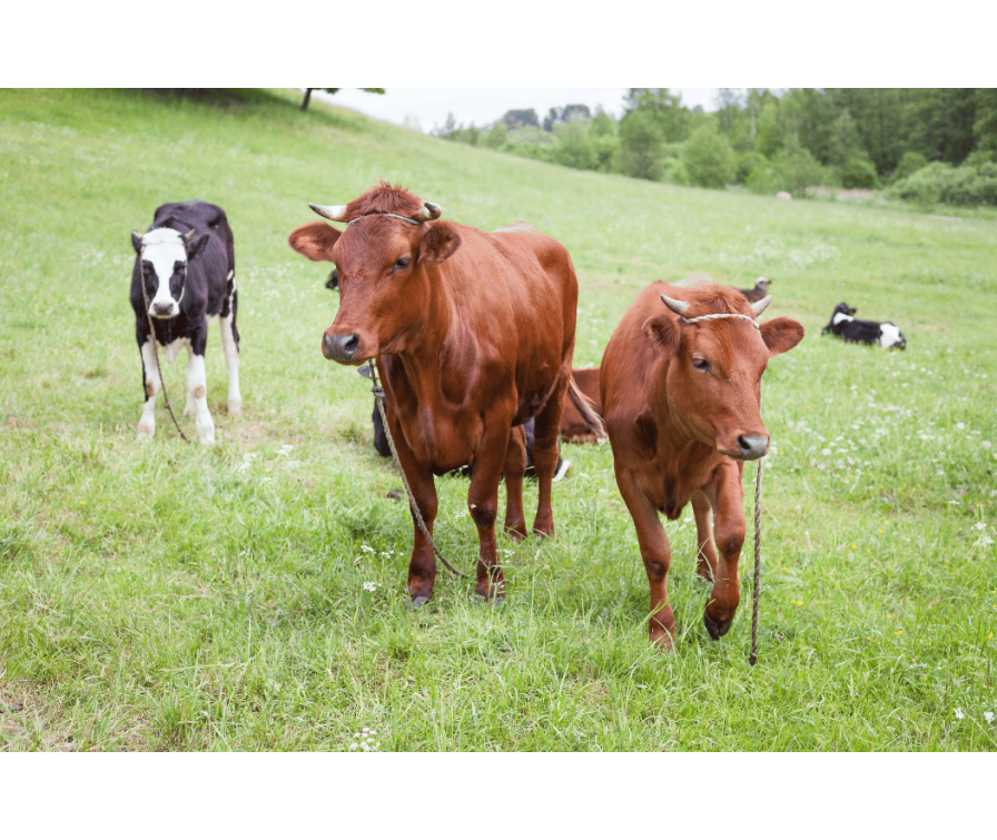 Polska czerwona – wszystko, co musisz wiedzieć o rodzimej rasie | Blog ...